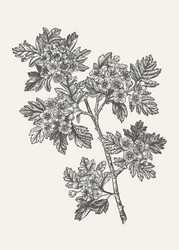 Hawthorn Vector Images (over 1,500)