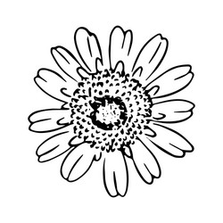 Daisy hand drawn line art isolated Royalty Free Vector Image