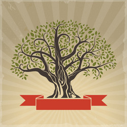 Old olive tree Royalty Free Vector Image - VectorStock