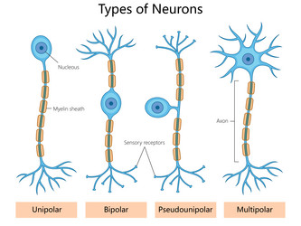 Nephron structure diagram medical science Vector Image