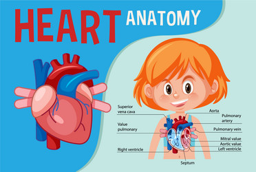 Information poster human heart diagram Royalty Free Vector
