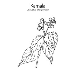 Kamala Vector Images (67)