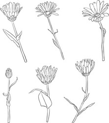 Calendula medical botanical isolated Royalty Free Vector