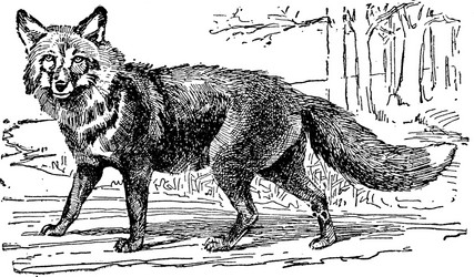 Red Mullet Vintage Drawing Royalty Free Vector Image