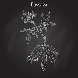 Cassava Tuber Manioc Vector Images (over 100)