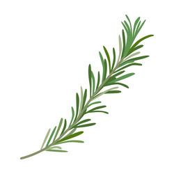 Rosemary Cartoon Vector Images (over 1,100)