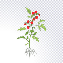 Life cycle tomato plant Royalty Free Vector Image