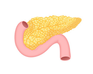 Pancreas Vector Images (over 5,500)