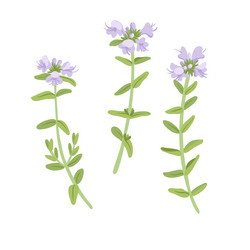 Thyme Vector Images (over 3,700)