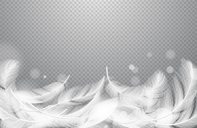Falling Feather Vector Images (over 3,000)