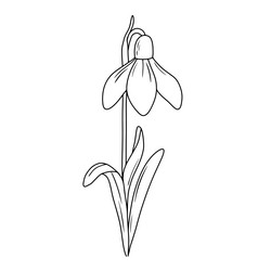January birth month flower snowdrop line art Vector Image
