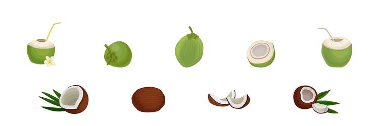 Palm Kernel Vector Images (over 110)