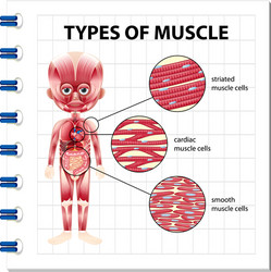 Types muscle cell diagram Royalty Free Vector Image