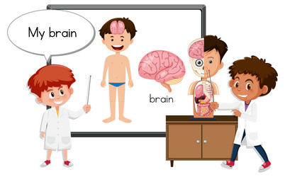 Empty Brain Vector Images (over 1,100)