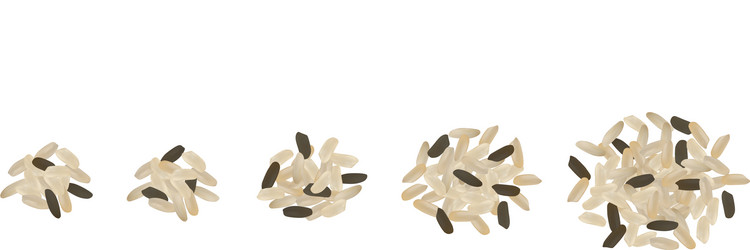 Dry raw unpeeled rice grains isolated on white Vector Image