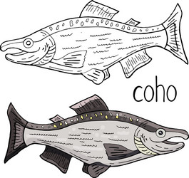 Coho Salmon Drawing