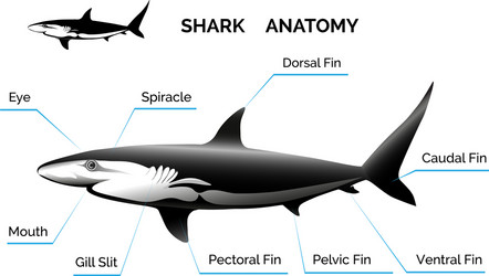 Shark Diagram