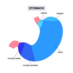 Stomach sections diagram Royalty Free Vector Image