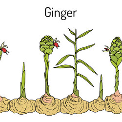 Ginger Plant Vector Images (over 3,800)