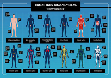 Body Systems Vector Images (over 39,000)