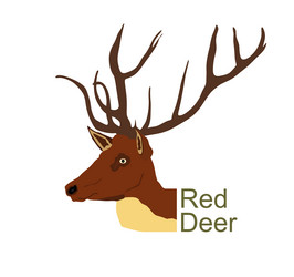 Deer battle isolated on white Royalty Free Vector Image