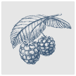 Raspberry Drawing Vector Images (over 5,000)