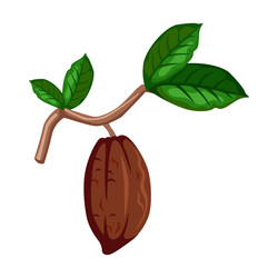 Bean of cocoa tree cartoon cacao Royalty Free Vector Image