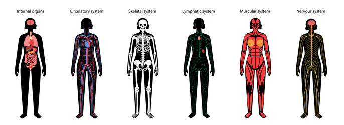 Human body systems Royalty Free Vector Image - VectorStock