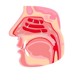 Oesophagus Vector Images (over 190)