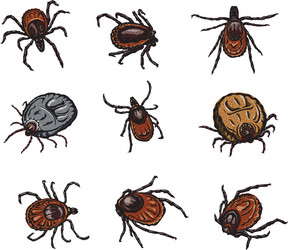 Mite Vector Images (over 5,000)
