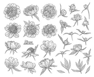 Peony flower hand drawn in lines black and white Vector Image
