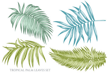 Hand drawn palm tree Royalty Free Vector Image
