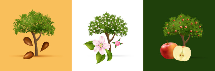 Apple Tree Life Cycle Vector Images (53)