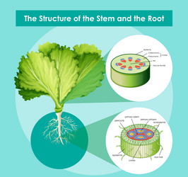 Diagram showing stem structure a plant Royalty Free Vector