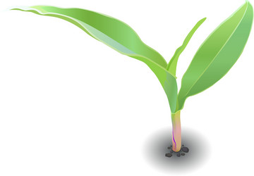 Maize Plant Vector Images (over 7,200)