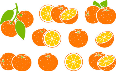 Mandarin Oranges Vector Images (over 6,900)