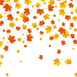 Autumn falling maple leaves Royalty Free Vector Image