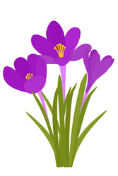 Crocus logo Royalty Free Vector Image - VectorStock