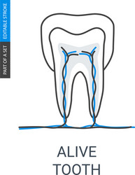 Infographic of human in structure of tooth Vector Image