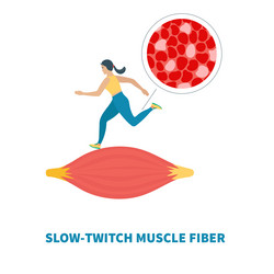 Slow twitch red muscle fiber type Royalty Free Vector Image