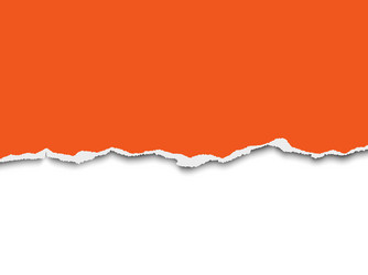 Torn a half sheet white paper from bottom Vector Image