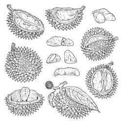 Durian Drawing Vector Images (over 510)