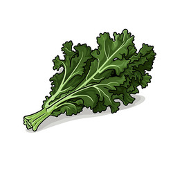 Kale Cartoon Vector Images (over 590)