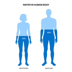 Male body with different water level percentages Vector Image