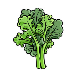 Kale hand-drawn doodle style cartoon Royalty Free Vector