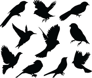 Set birds Royalty Free Vector Image - VectorStock