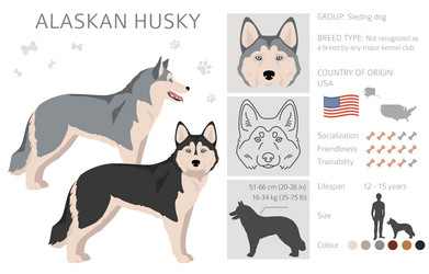 Alaskan husky clipart different poses coat colors Vector Image