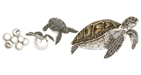 Diagram showing life cycle sea turtle Royalty Free Vector