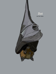 Bat Line Art Realistic Vector Images (over 100)