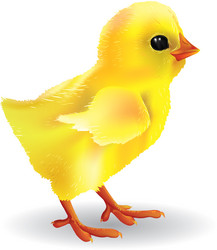 Chick Vector Images (over 32,000)
